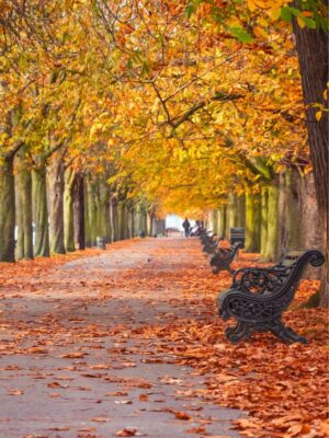 London in Fall | All To Know About Visiting London in Autumn